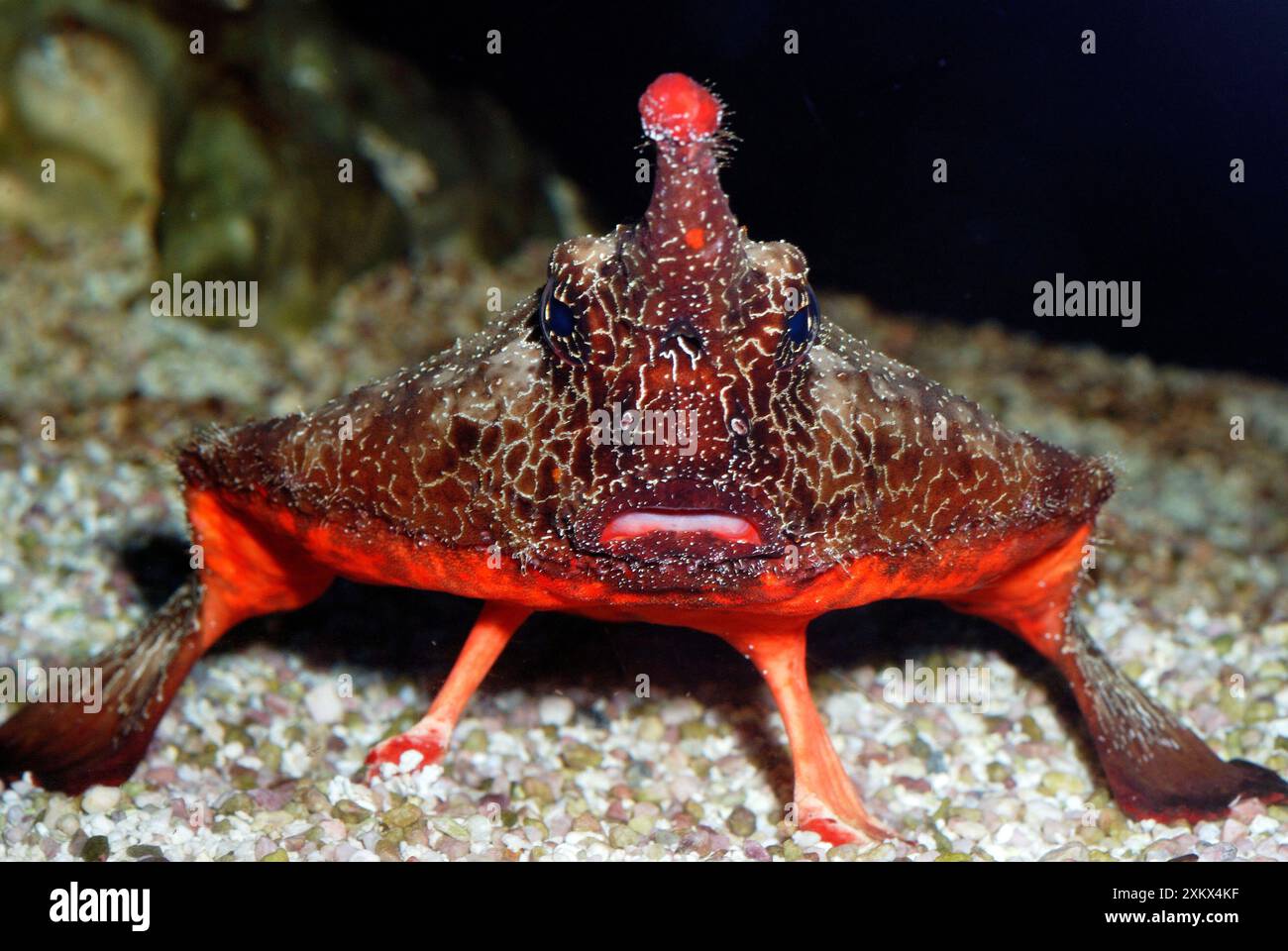 Walking Batfish / Toadfish Stock Photo - Alamy