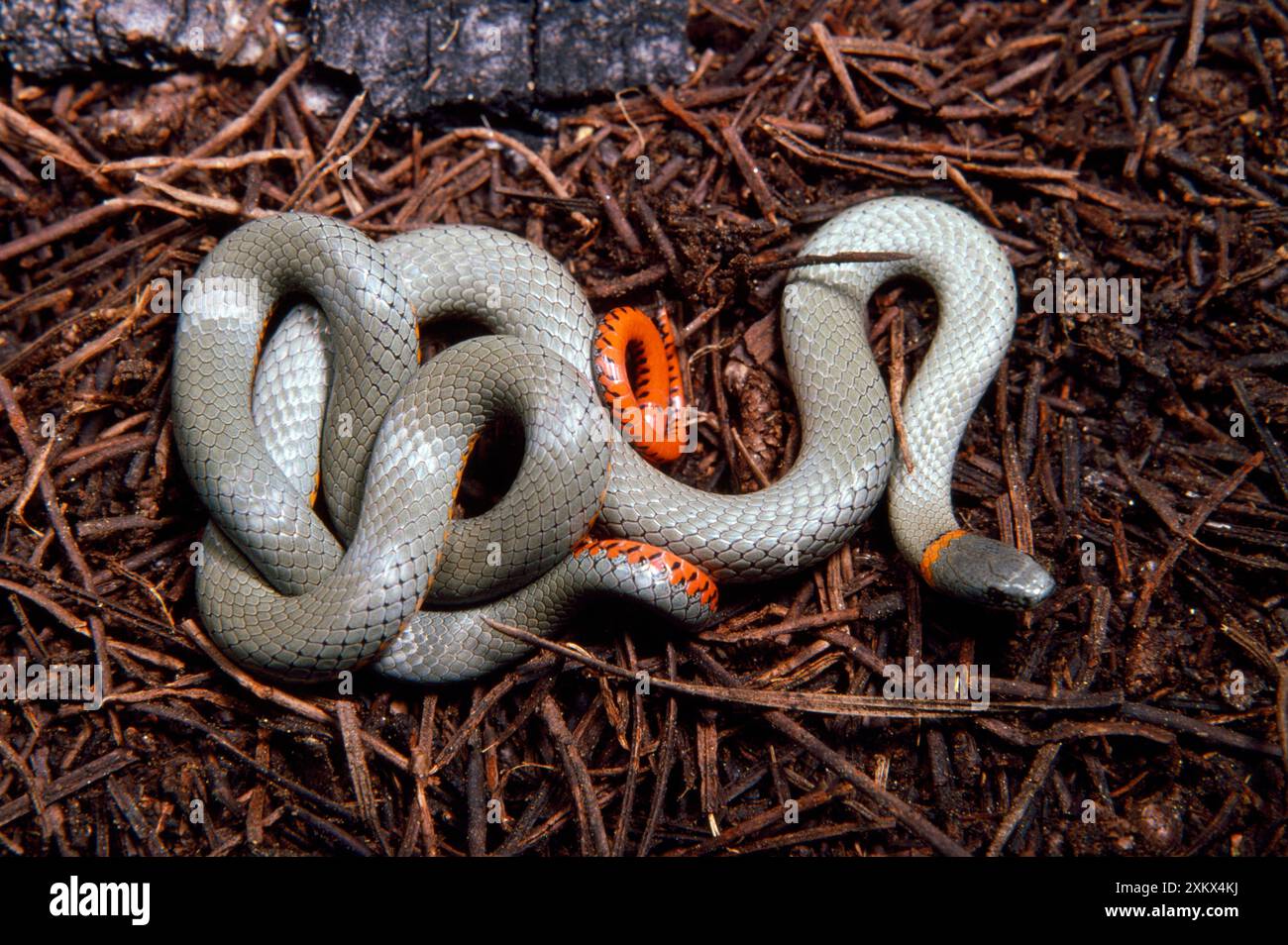 Western Ring-necked Snake Stock Photo - Alamy