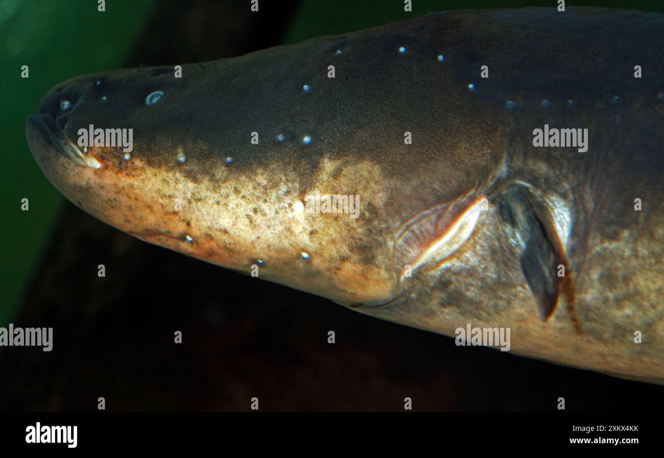 Electric eel hi-res stock photography and images - Alamy