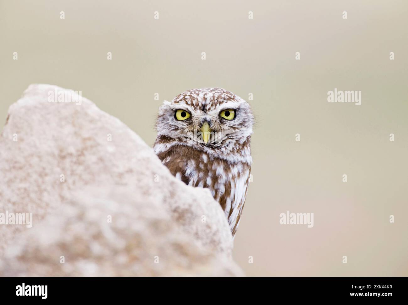 Round birds hi-res stock photography and images - Alamy