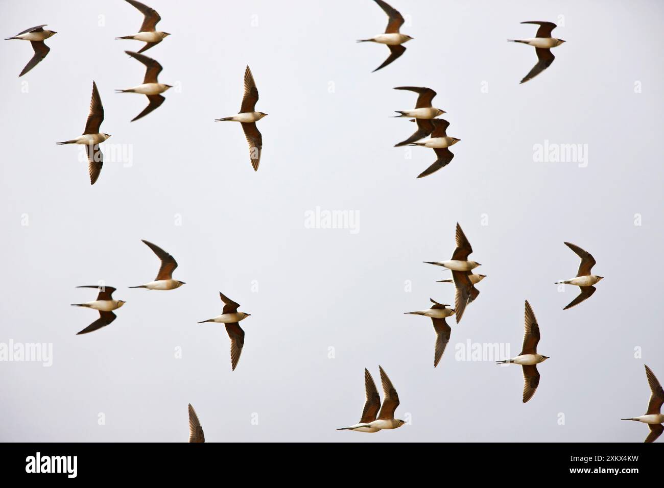 Collared Pratincole - flock in flight Stock Photo - Alamy