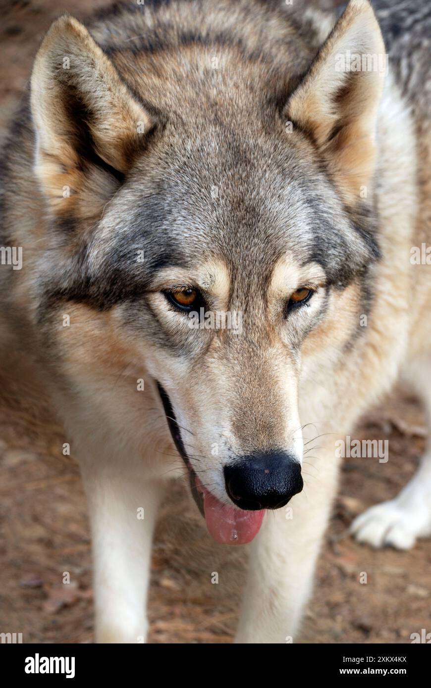 Wolf rare and endangered red wolf hi-res stock photography and images ...
