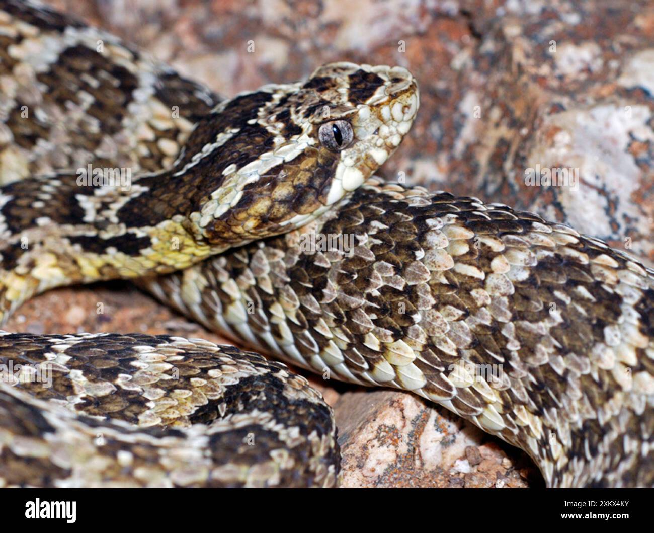 Lancehead hi-res stock photography and images - Alamy