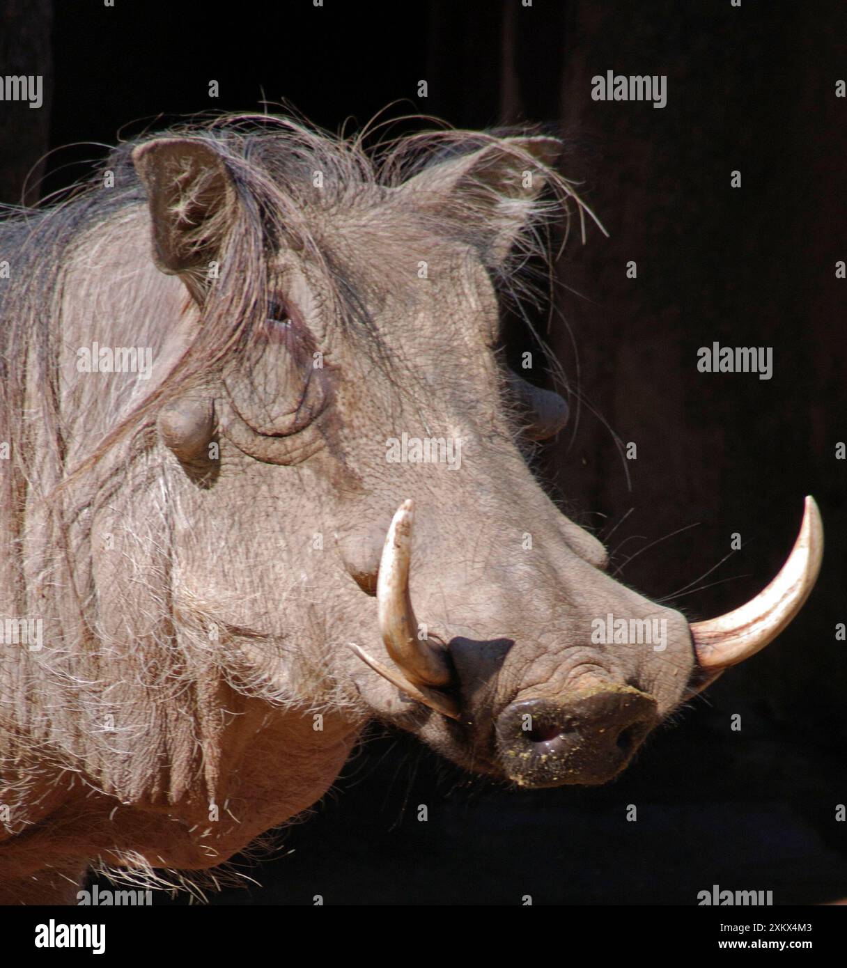 Warthog - Africa Stock Photo - Alamy