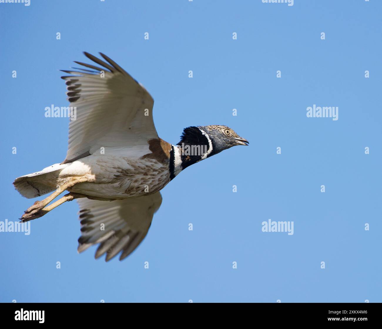 Little bustards hi-res stock photography and images - Alamy