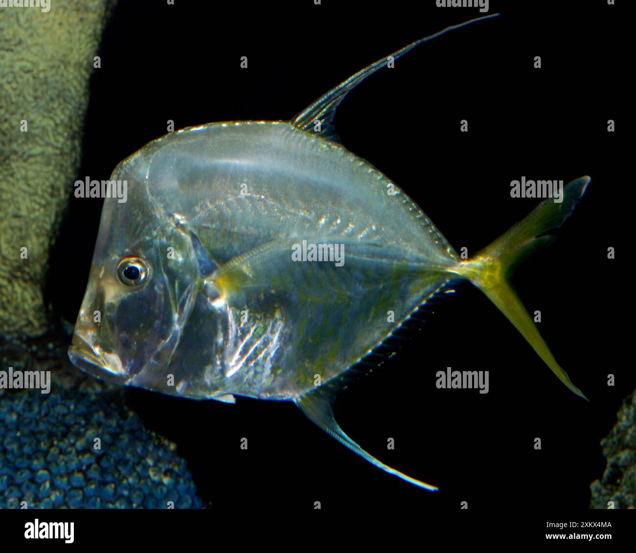 Lookdown fish hi-res stock photography and images - Alamy