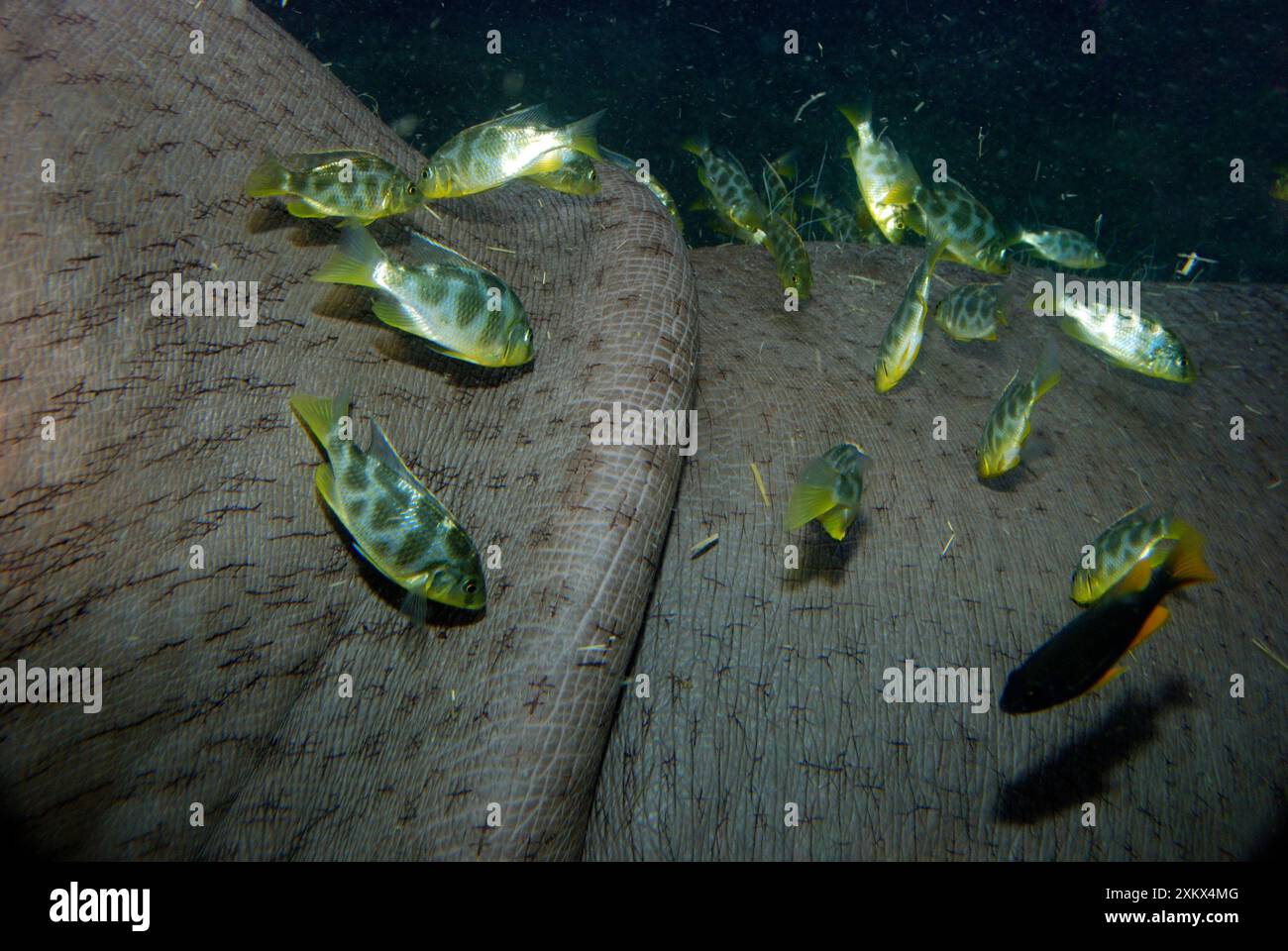 Hippopotamus underwater with cichlid fish feeding Stock Photo - Alamy