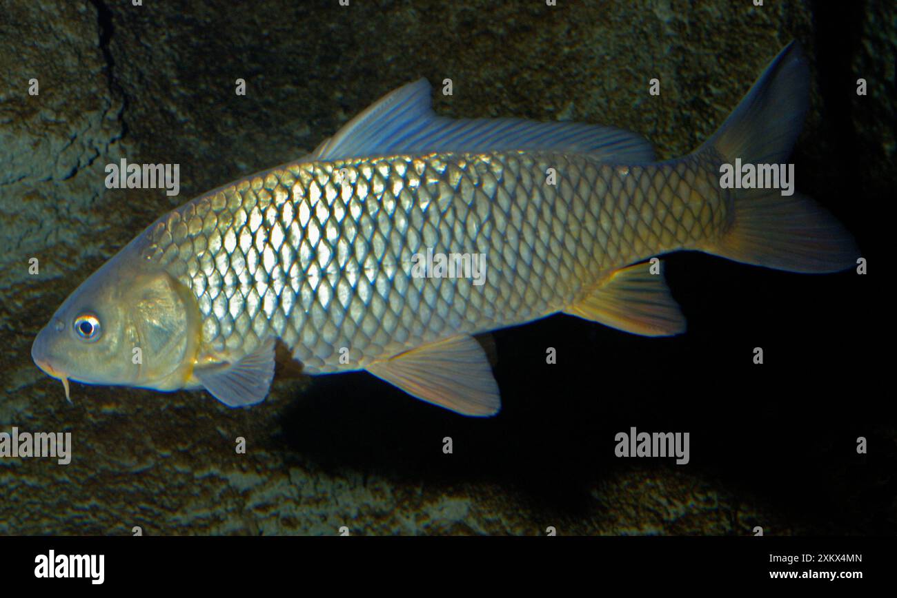 The common the common hi-res stock photography and images - Alamy