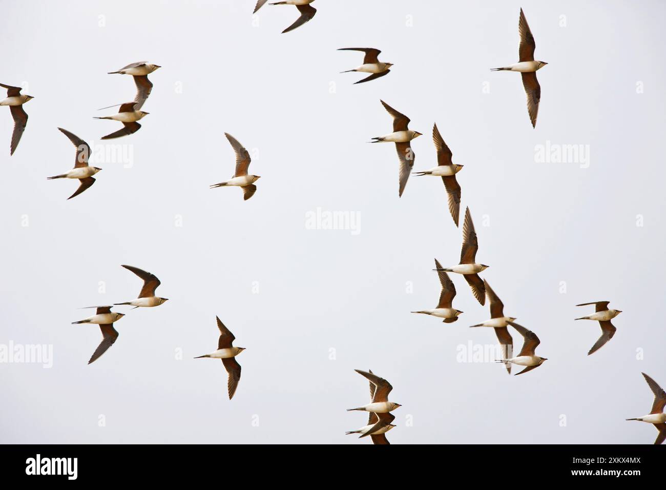 Pratincole flight hi-res stock photography and images - Alamy