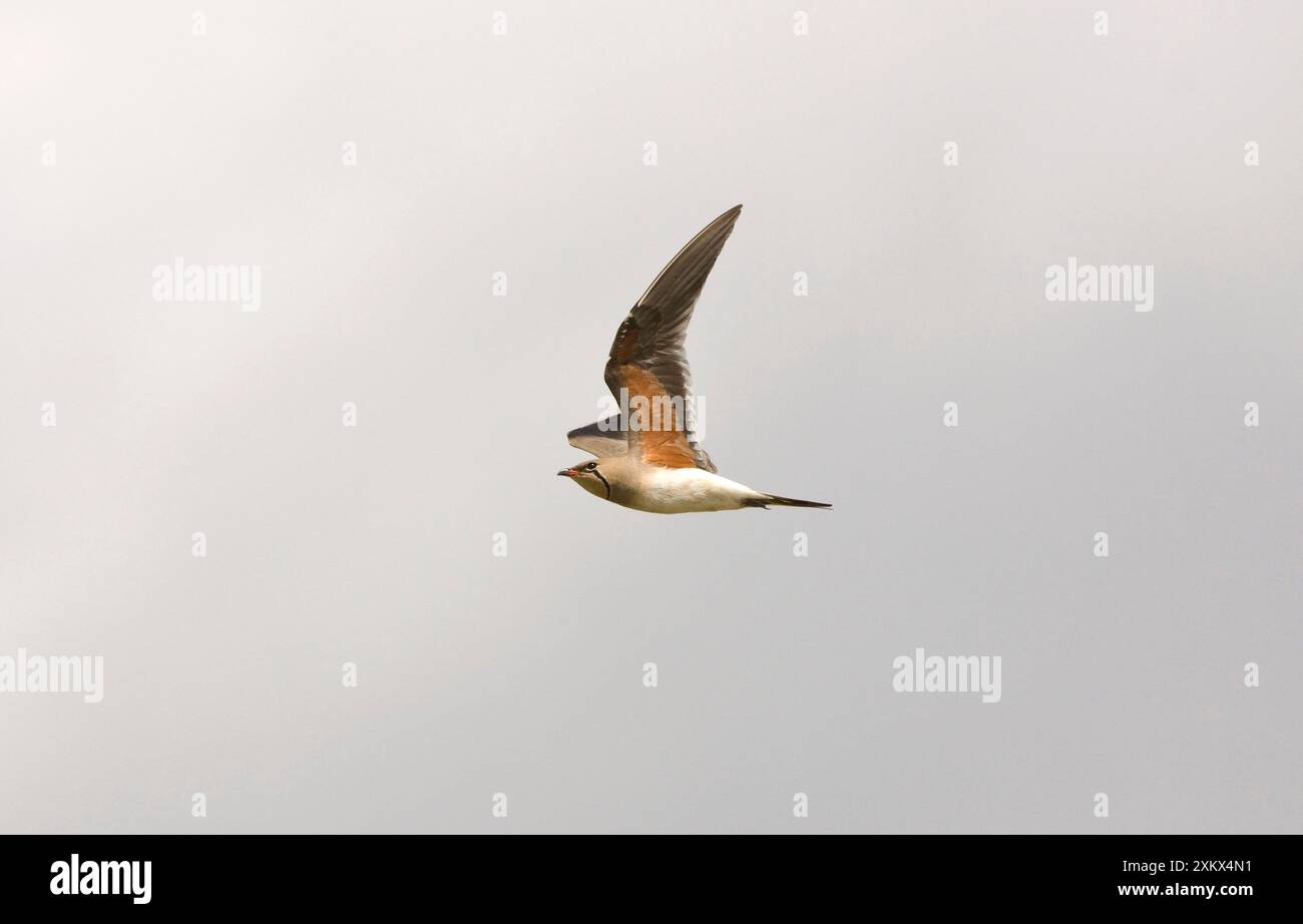 Collared Pratincole - in flight showing underwing Stock Photo - Alamy