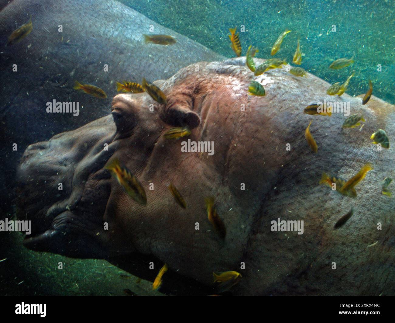 Hippopotamus underwater with cichlid fish feeding Stock Photo - Alamy