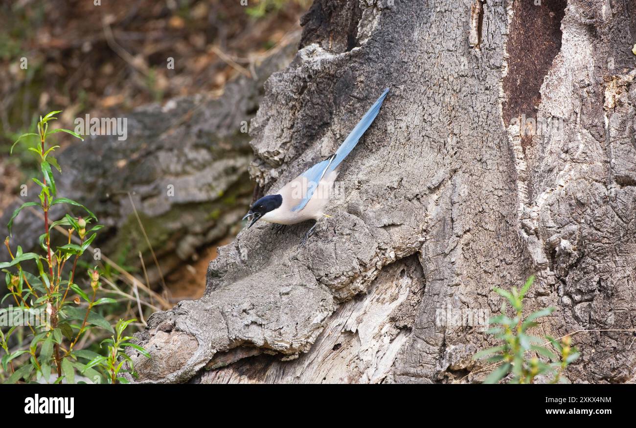 Magpies birds animals hi-res stock photography and images - Alamy