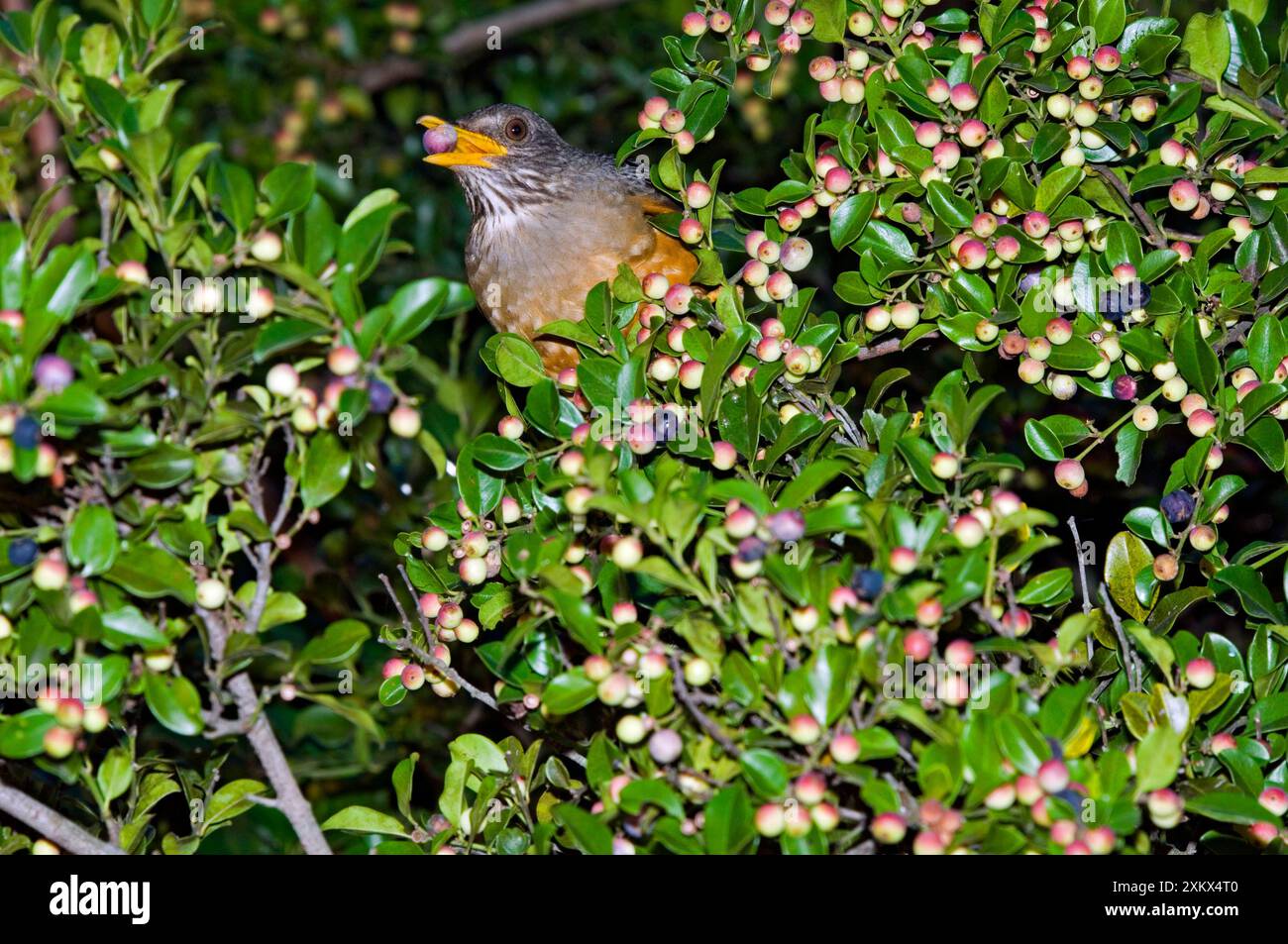 Olive Thrush - feeding on fruits of cat thorn bush Stock Photo - Alamy