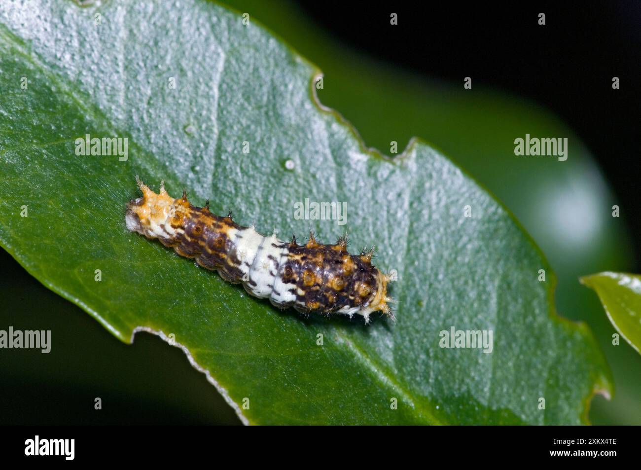 Citrus Swallowtail Butterfly - caterpillar, early Stock Photo - Alamy