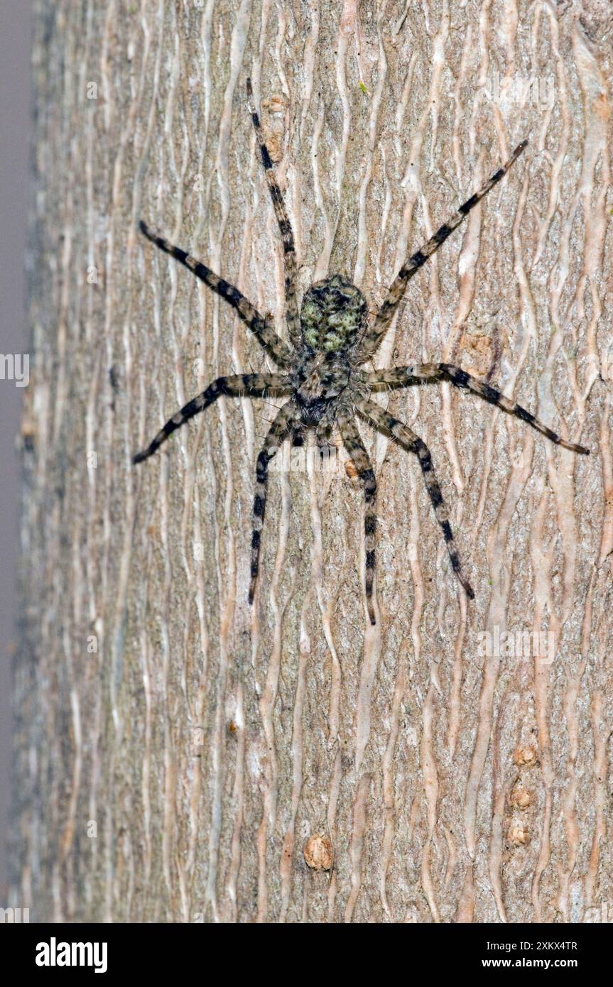 Spider on tree hi-res stock photography and images - Alamy