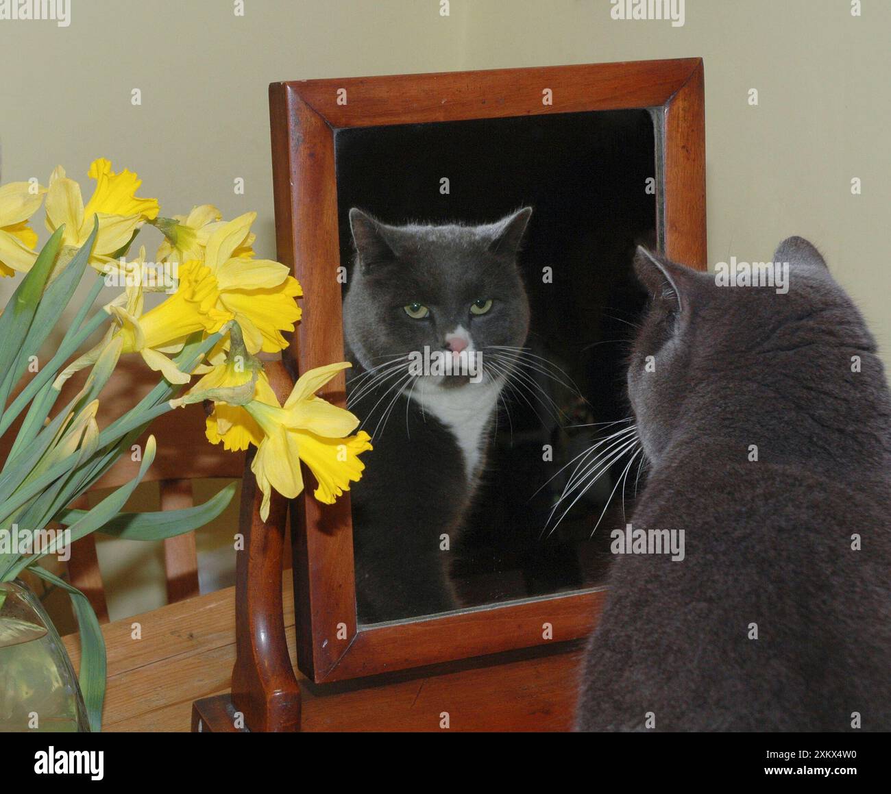 Cat - Dark grey cat looking at itself in the mirror Stock Photo - Alamy