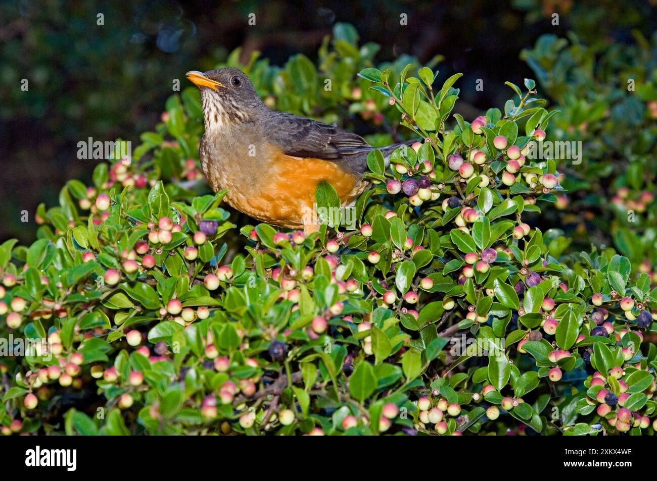 Olive Thrush - on cat thorn bush (Scutia myrtina Stock Photo - Alamy