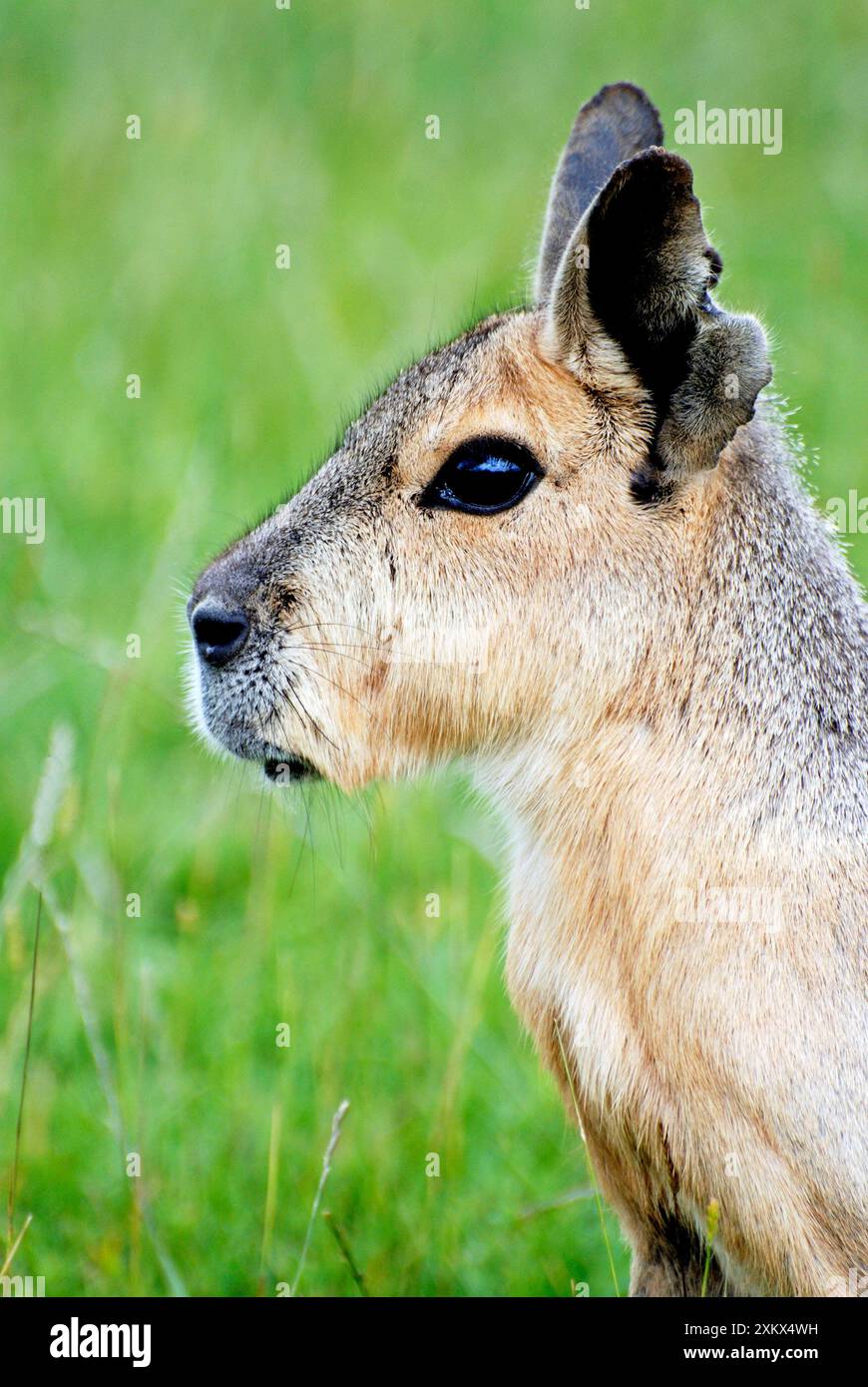Patagonian wildlife hi-res stock photography and images - Alamy