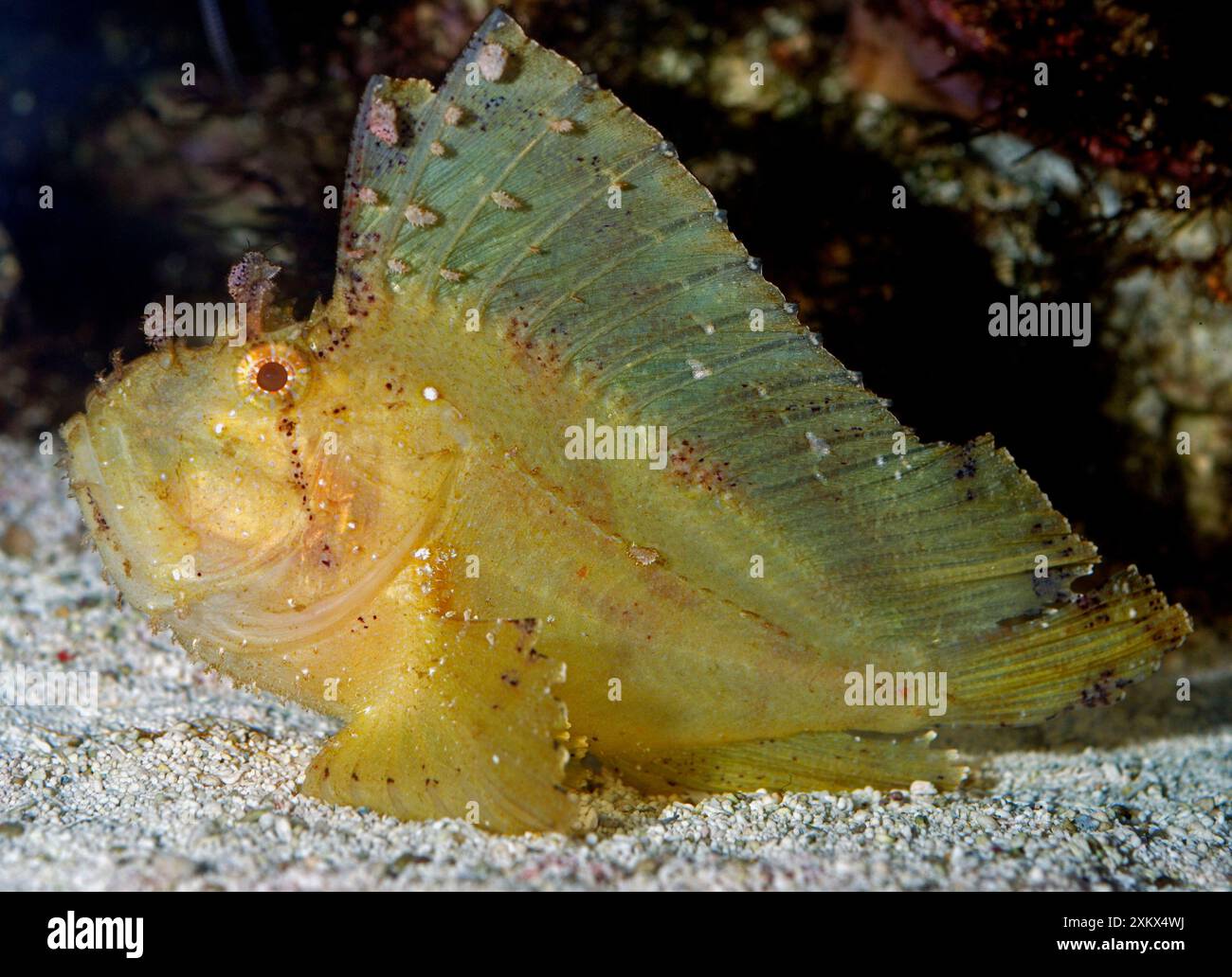 Tropical marine animals hi-res stock photography and images - Alamy