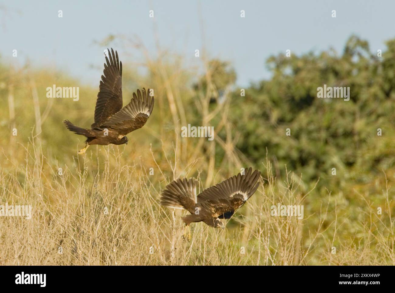 Marsh Harrier - In flight Stock Photo - Alamy