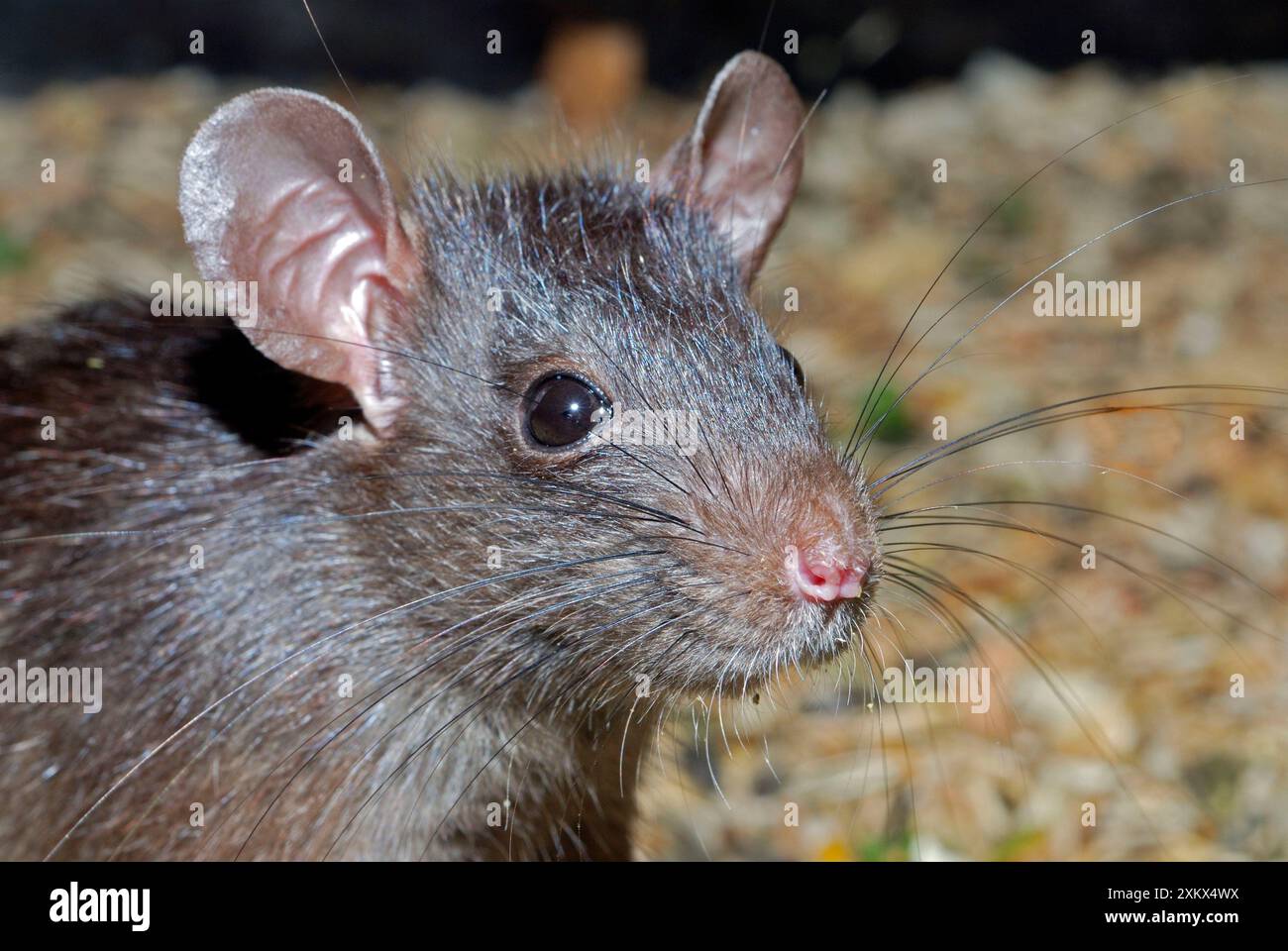Black ship rat hi-res stock photography and images - Alamy