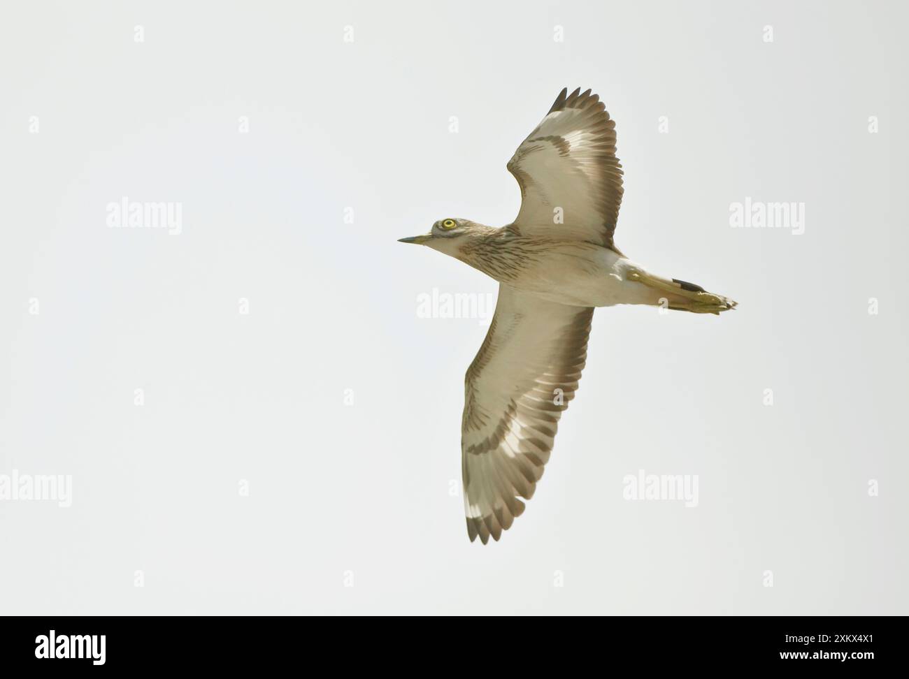 Stone Curlew - in flight Stock Photo - Alamy