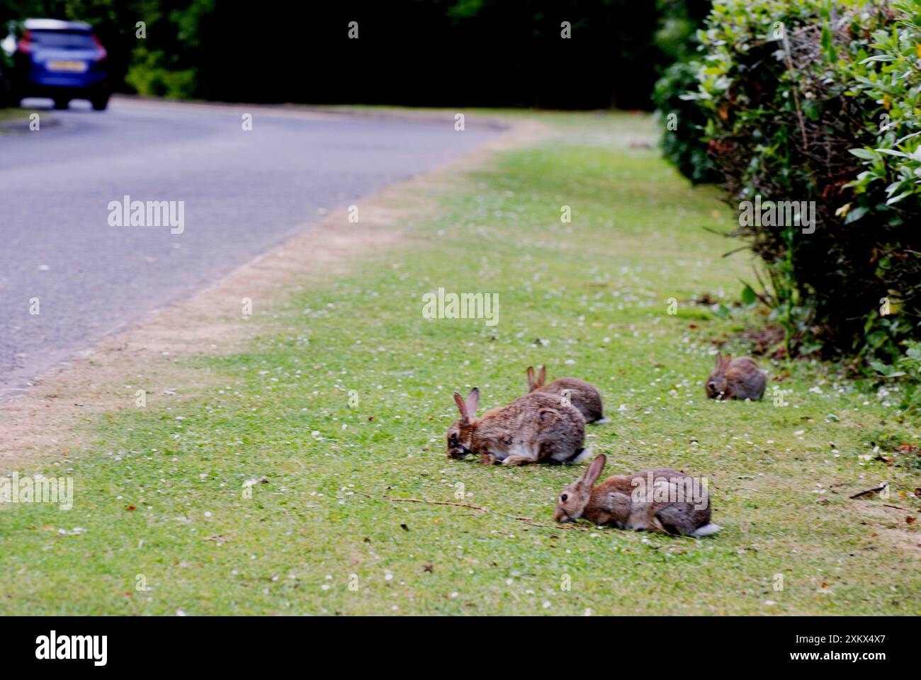 Rabbits - feeding on road verge Stock Photo - Alamy