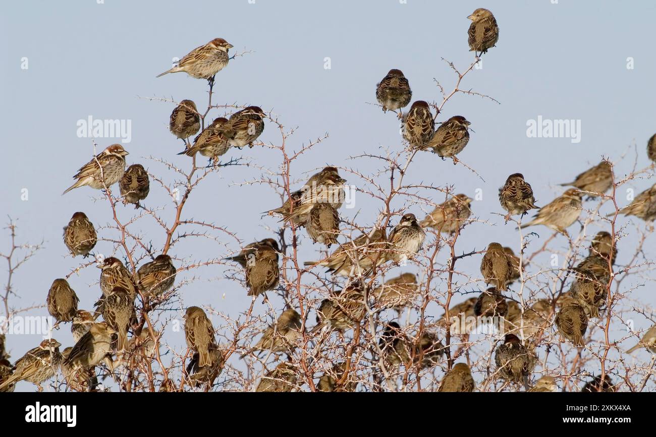 Wildlife sparrows hi-res stock photography and images - Alamy
