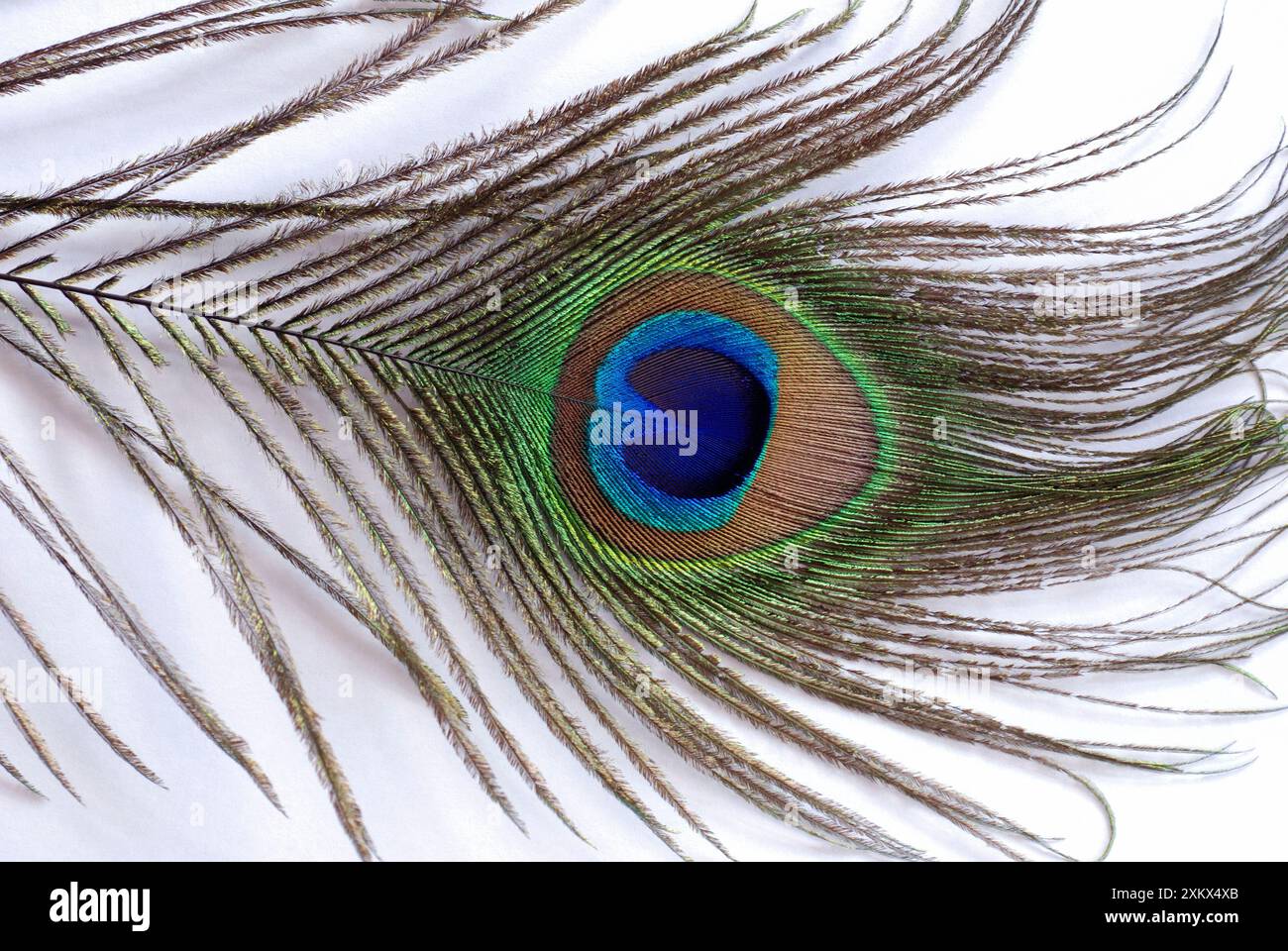 Peacocks train hi-res stock photography and images - Alamy