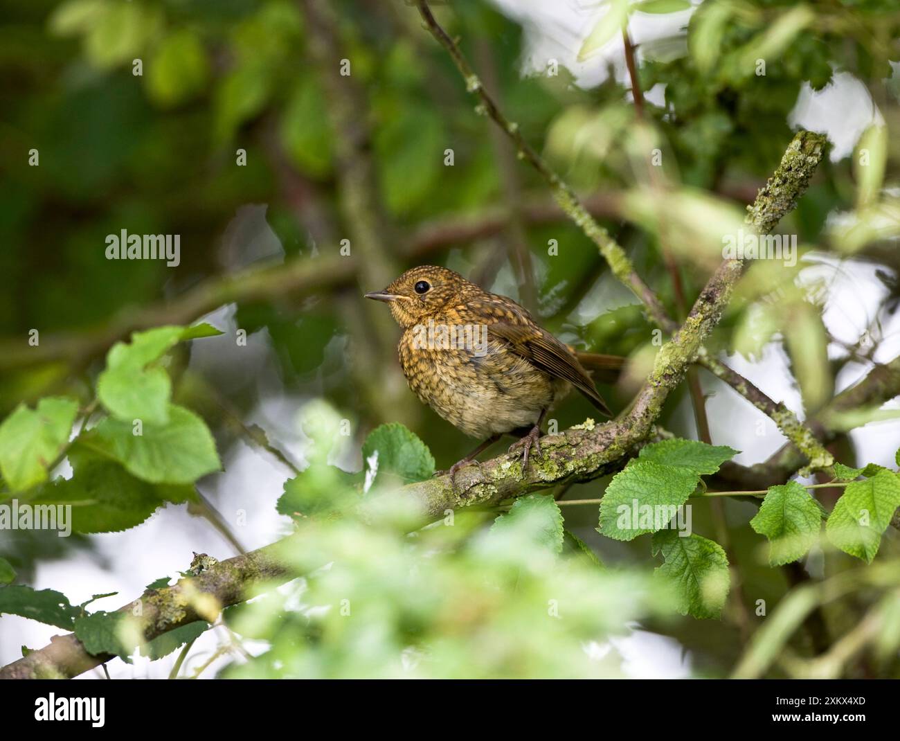 European Robin - juvenile sitting in hedge Stock Photo - Alamy