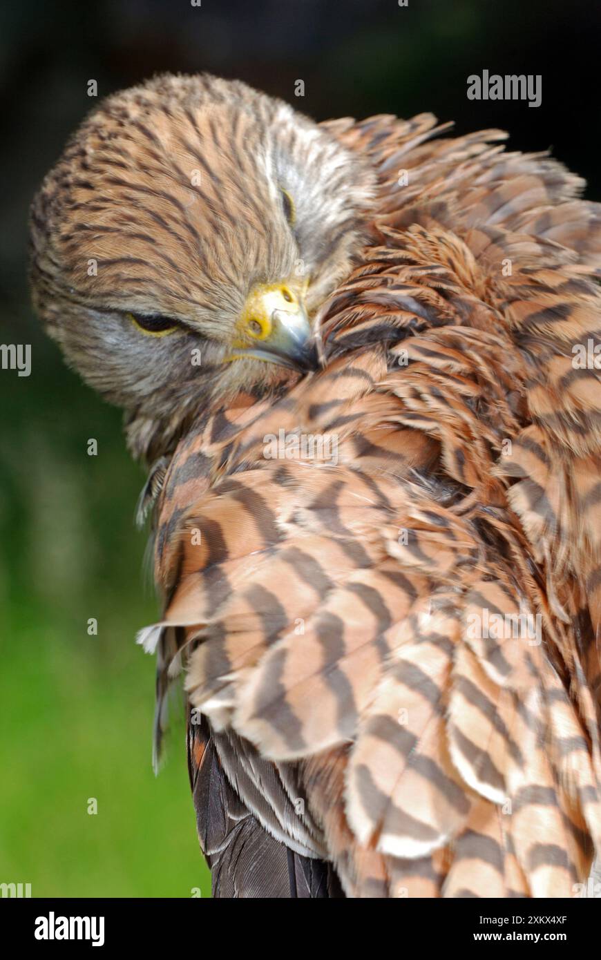 Kestrel / Common Kestrel - young female preening Stock Photo - Alamy
