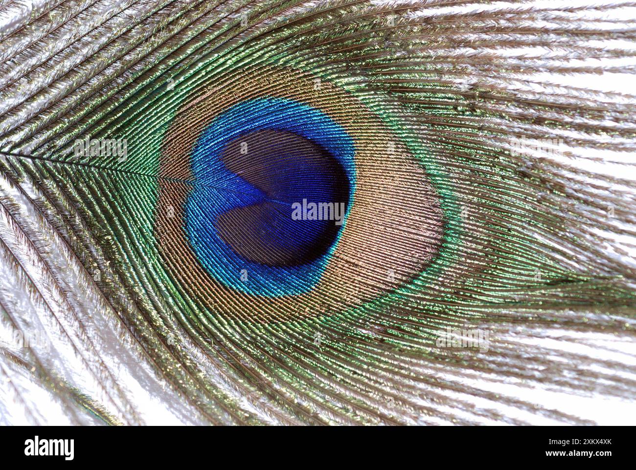 Peacock - feather from 'tail' train Stock Photo - Alamy