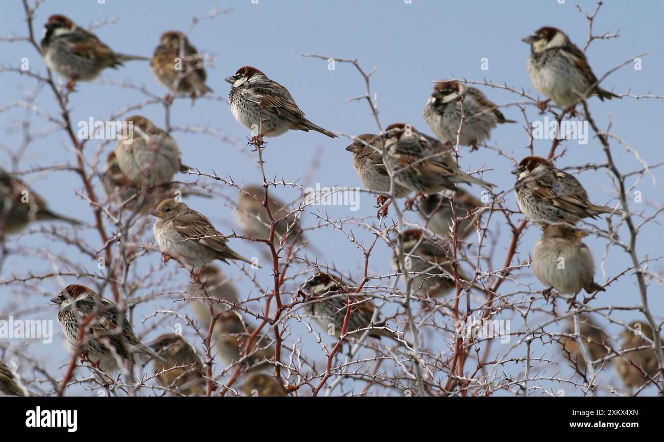 Spanish Sparrows - flock in bush Stock Photo - Alamy