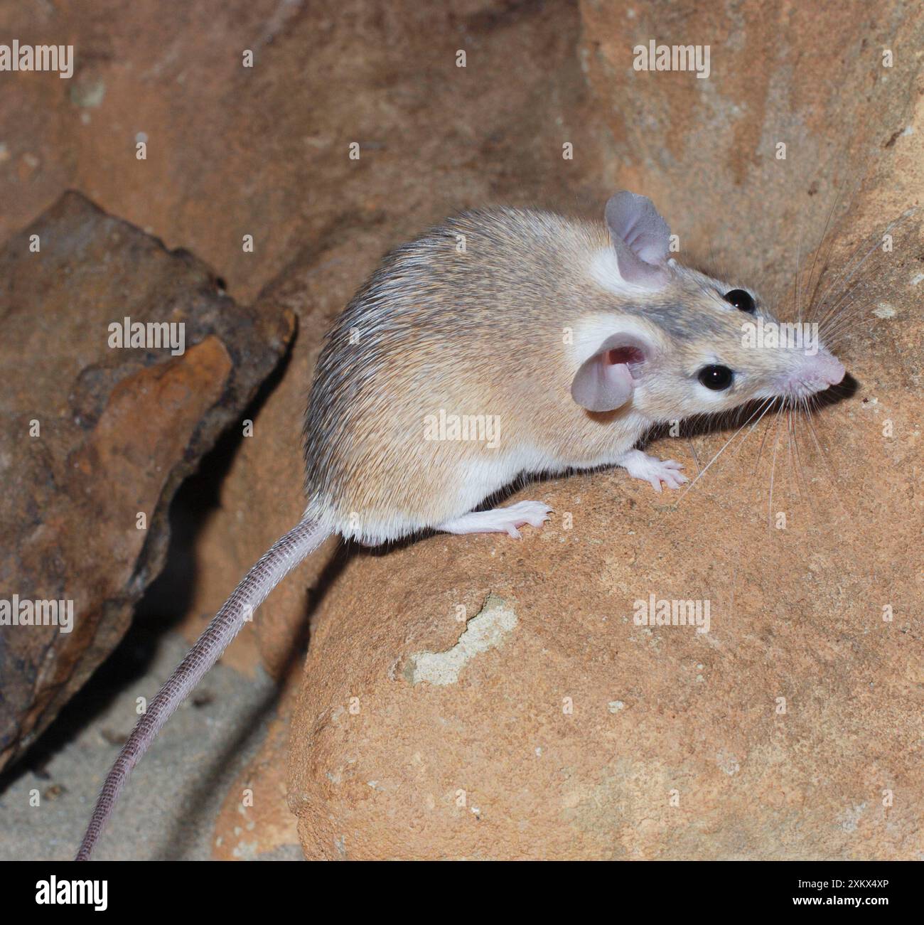 African spiny mice hi-res stock photography and images - Alamy