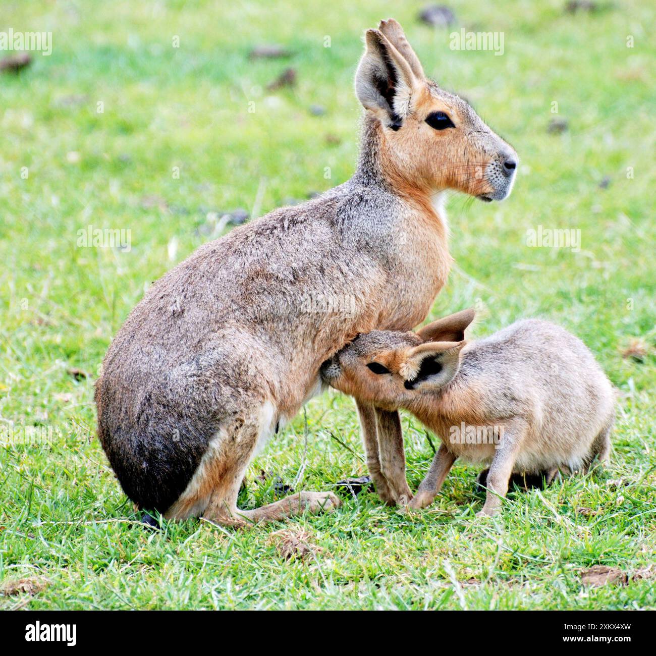 Patagonian Mara - mother nursing juvenile Stock Photo - Alamy
