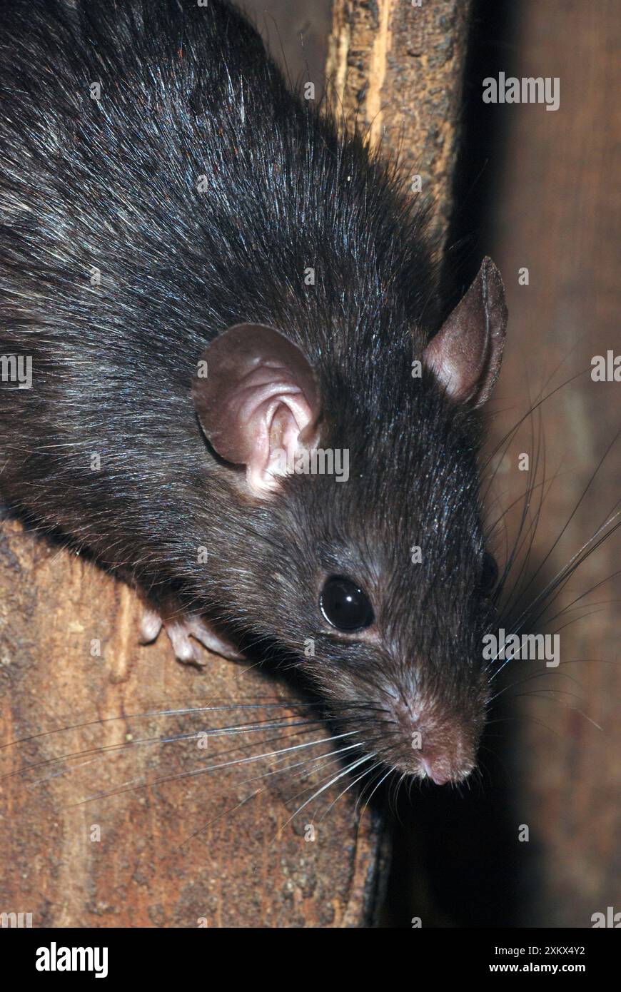 Ship / Black Rat Stock Photo - Alamy