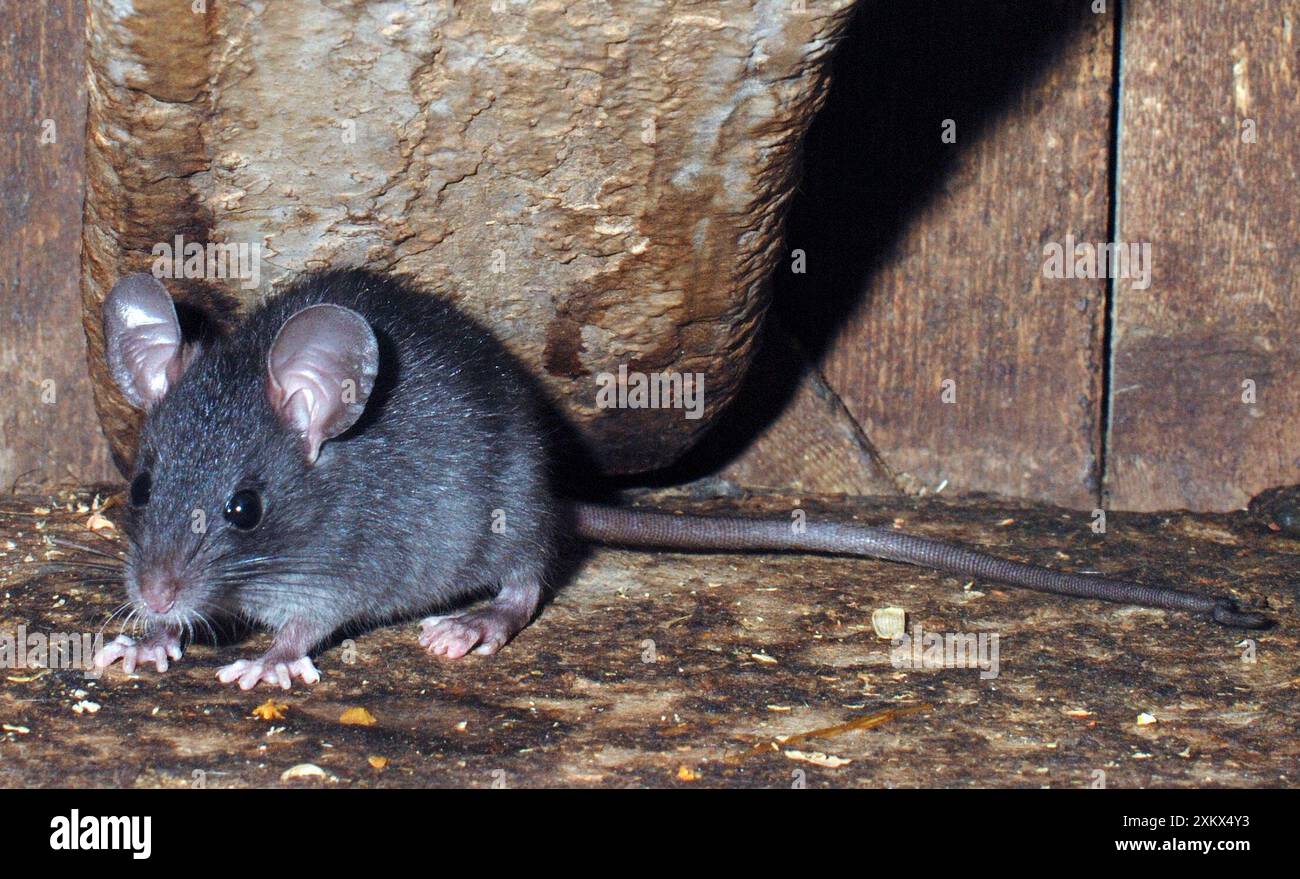 Ship / Black Rat - juvenile Stock Photo - Alamy