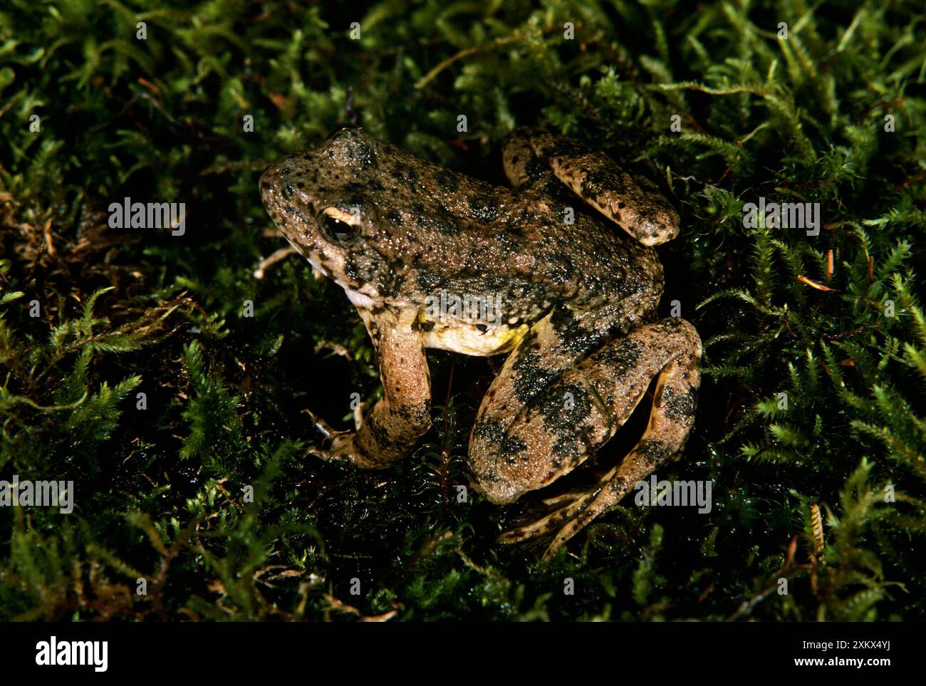 Foothill Yellow-legged Frog Stock Photo - Alamy