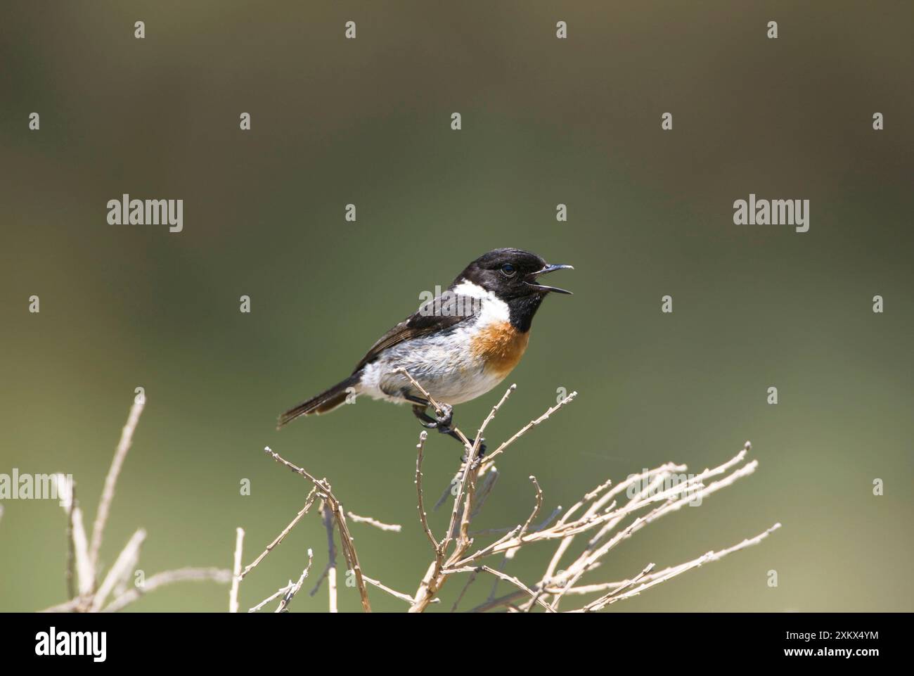 Male Stonechat in song on territory Stock Photo - Alamy