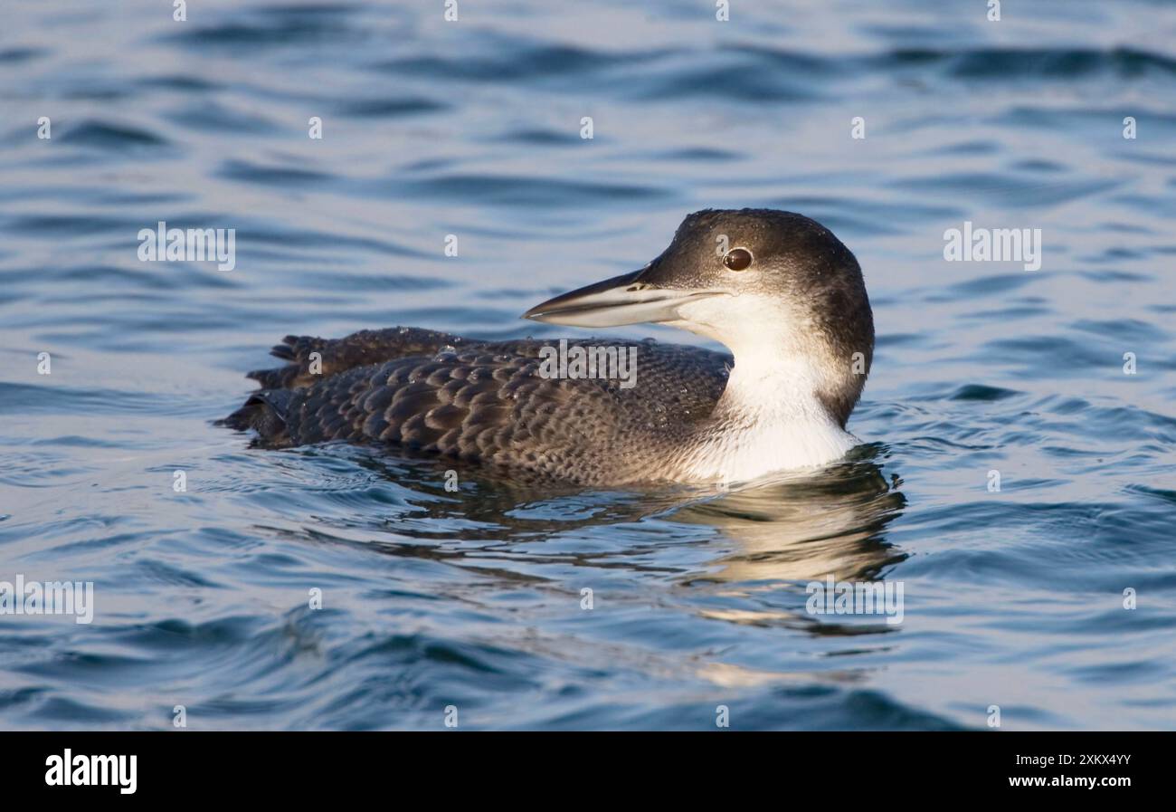 Juvenile great northern diver hi-res stock photography and images - Alamy