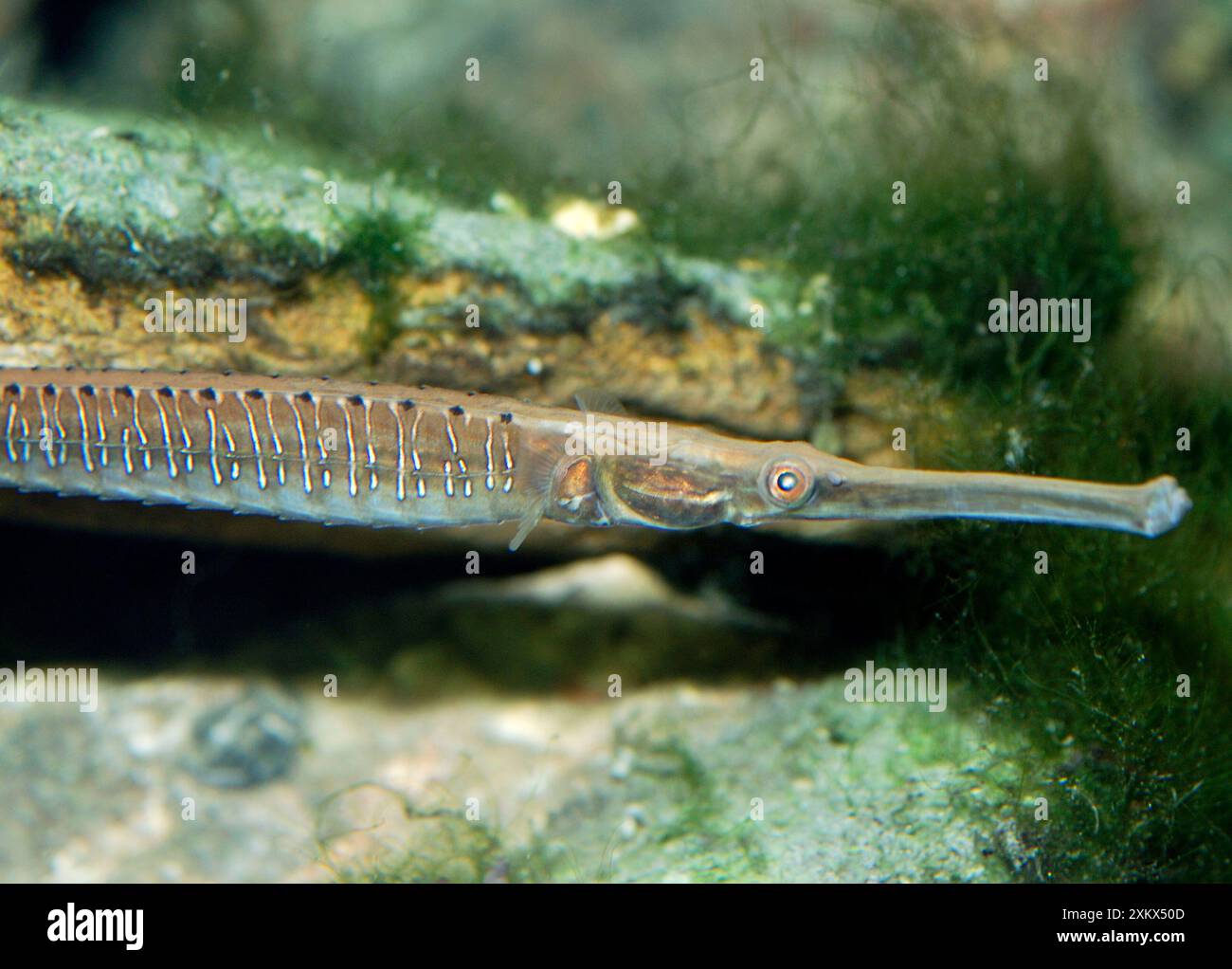 Short tailed pipefish microphis brachyurus hi-res stock photography and ...