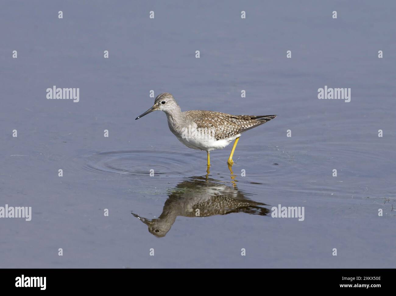 Lesser yellowleg tringa flavipes hi-res stock photography and images - Alamy