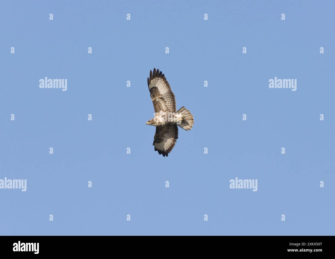 Common Buzzard - in flight hunting over fields Stock Photo - Alamy