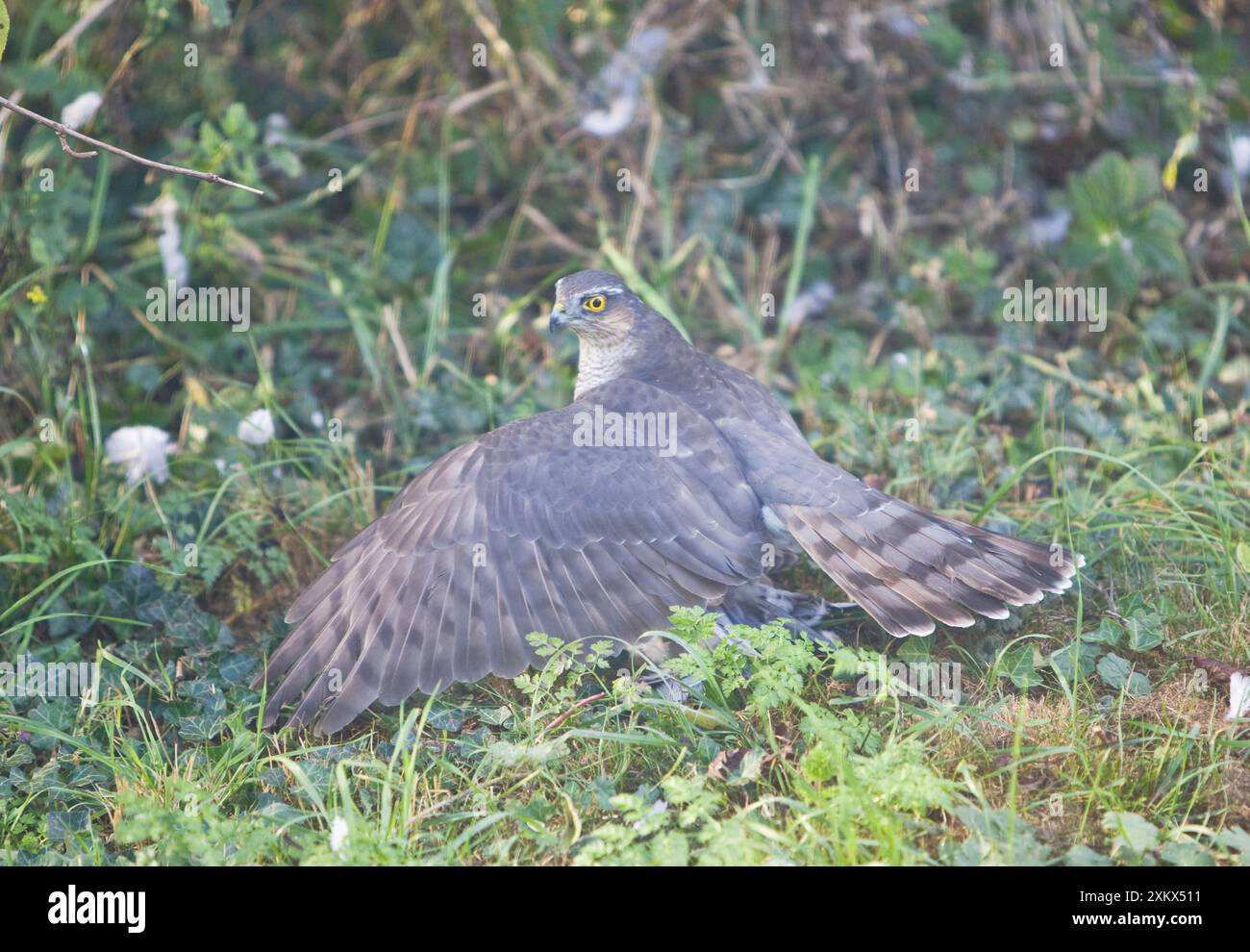 Sparrowhawk - adult female shielding its Wood Pigeon kill Stock Photo ...