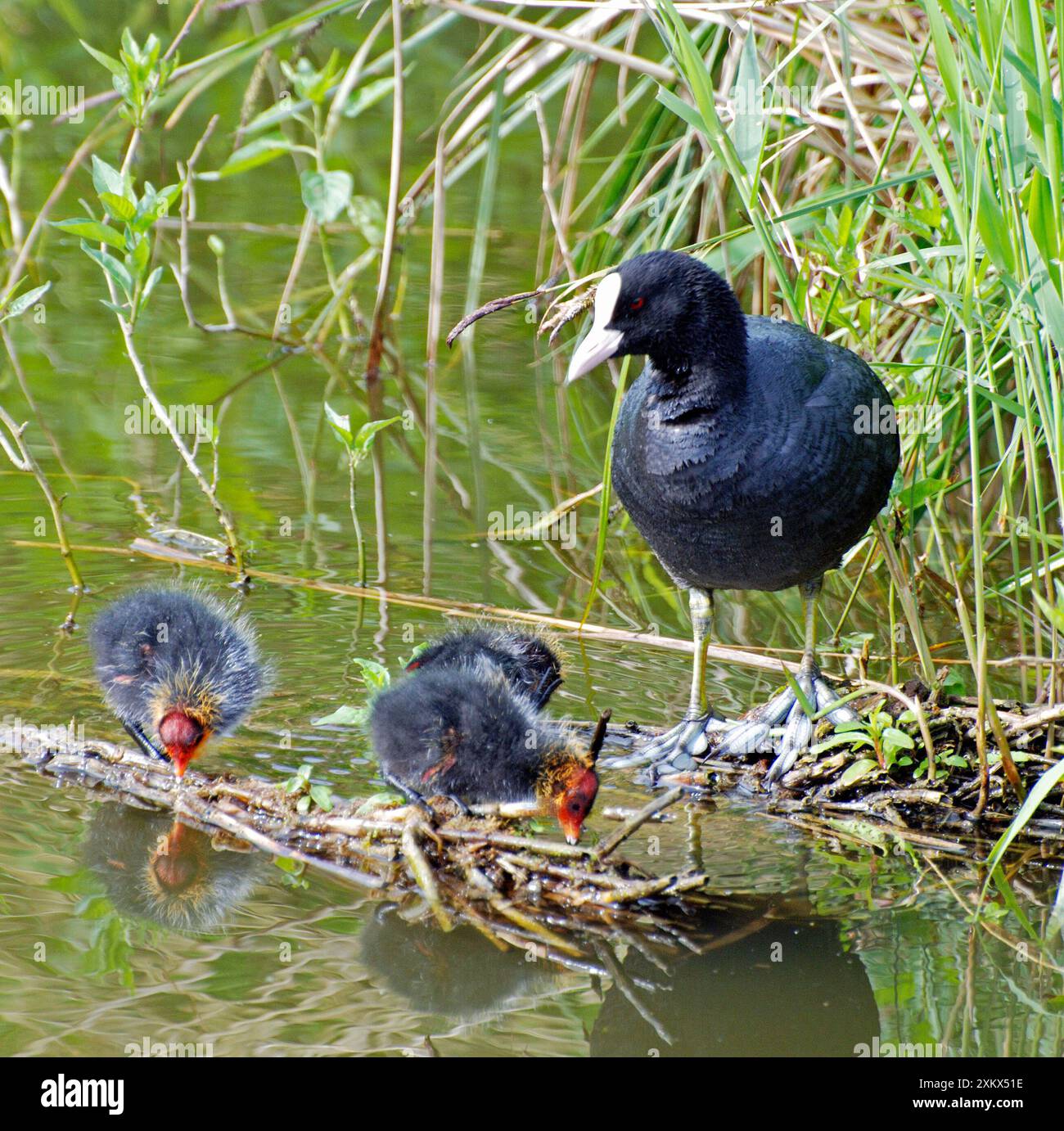 Coot - with newly hatched chicks Stock Photo - Alamy