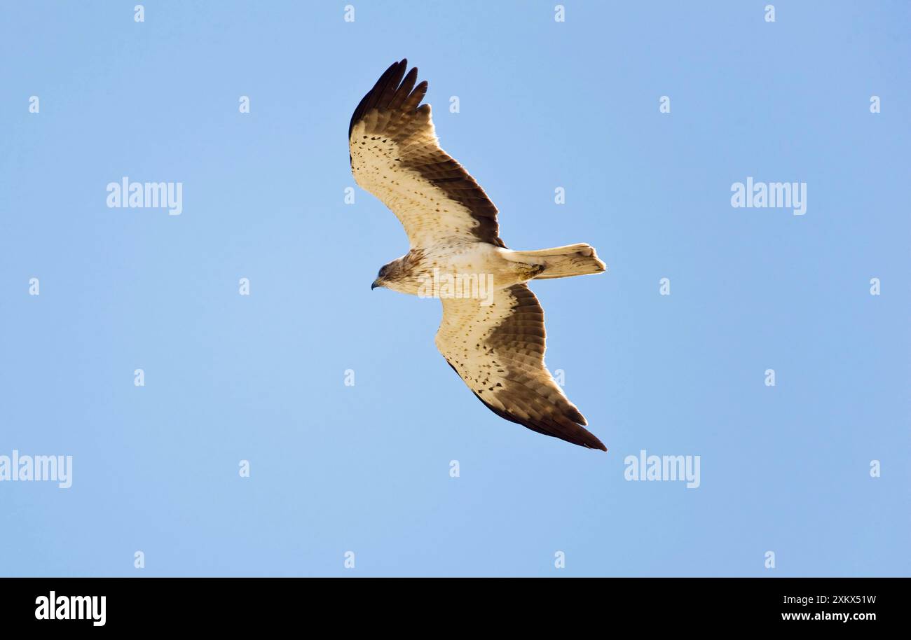 Booted Eagle - adult in flight on migration Stock Photo - Alamy