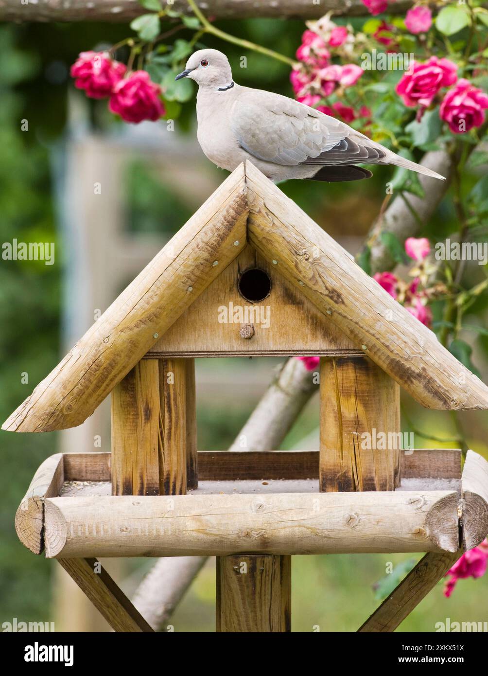 Collared Dove - on bird table in garden Stock Photo - Alamy