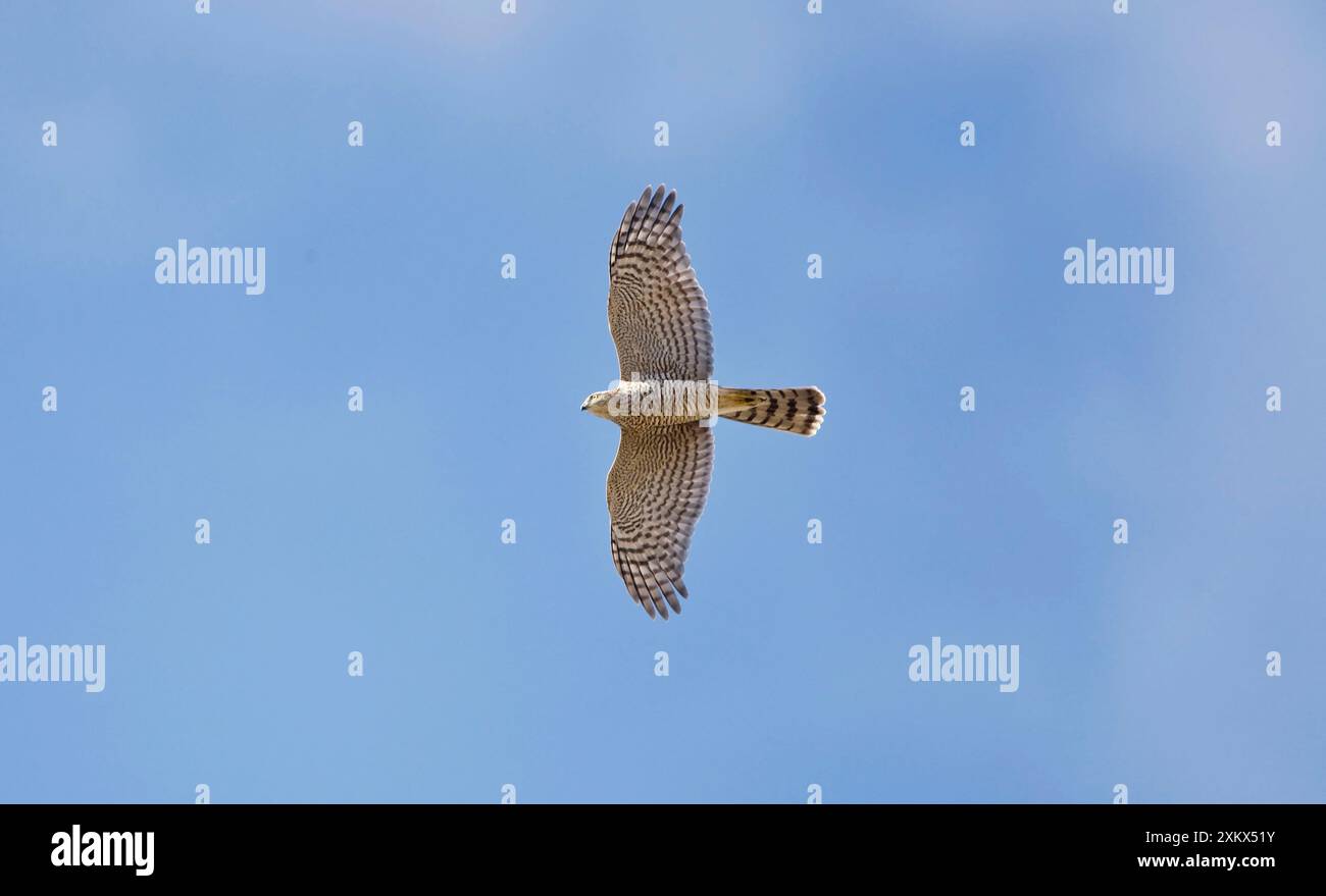 Sparrowhawk - in flight showing underbody and underwing Stock Photo - Alamy