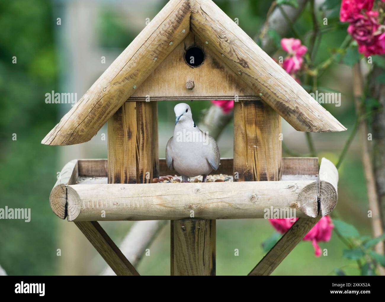 Garden birds on my bird table hi-res stock photography and images - Alamy