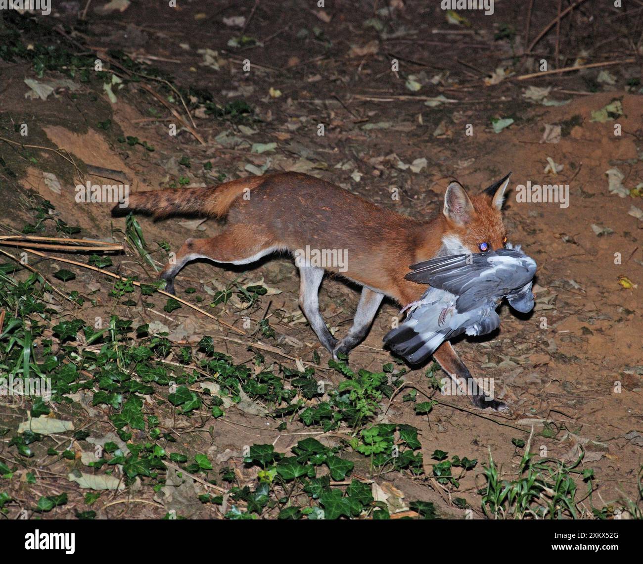Fox - carrying off a dead pigeon Stock Photo - Alamy